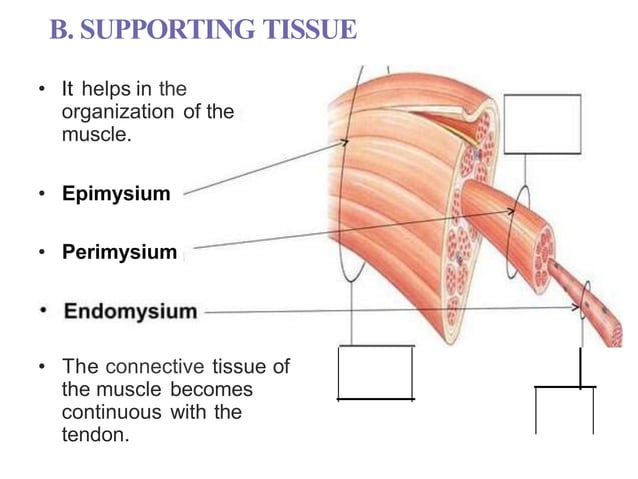 GENERAL ANATOMY OF MUSCLE DESCRIBE CLEARLY | PPT