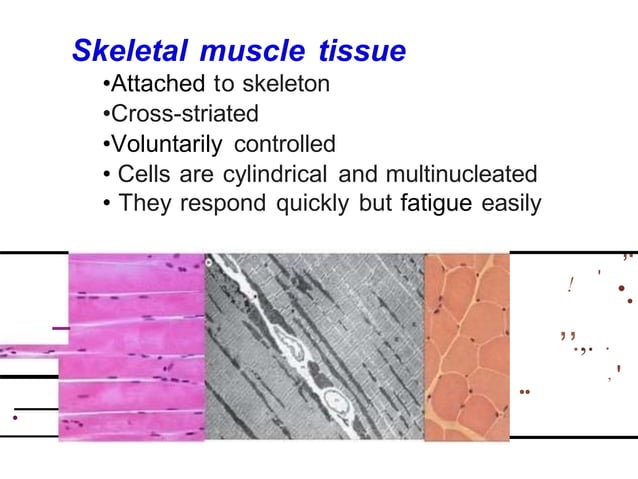 GENERAL ANATOMY OF MUSCLE DESCRIBE CLEARLY | PPT