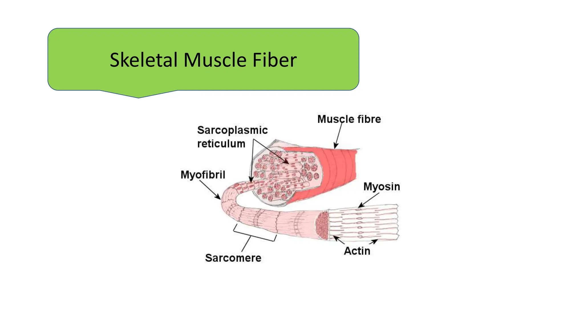 General Anatomy of Muscles and action.pptx