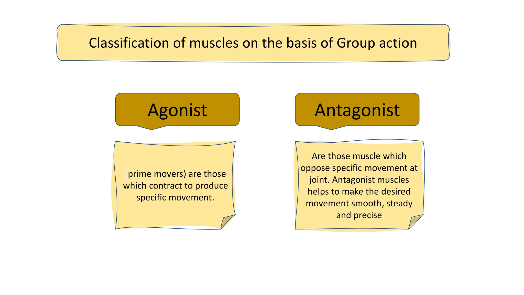 General Anatomy of Muscles and action.pptx