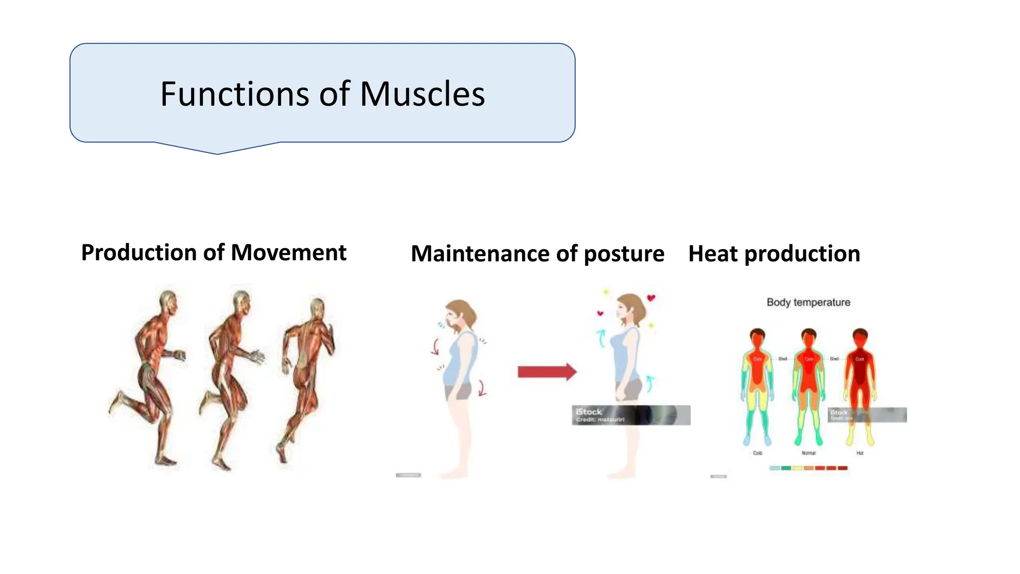 General Anatomy of Muscles and action.pptx