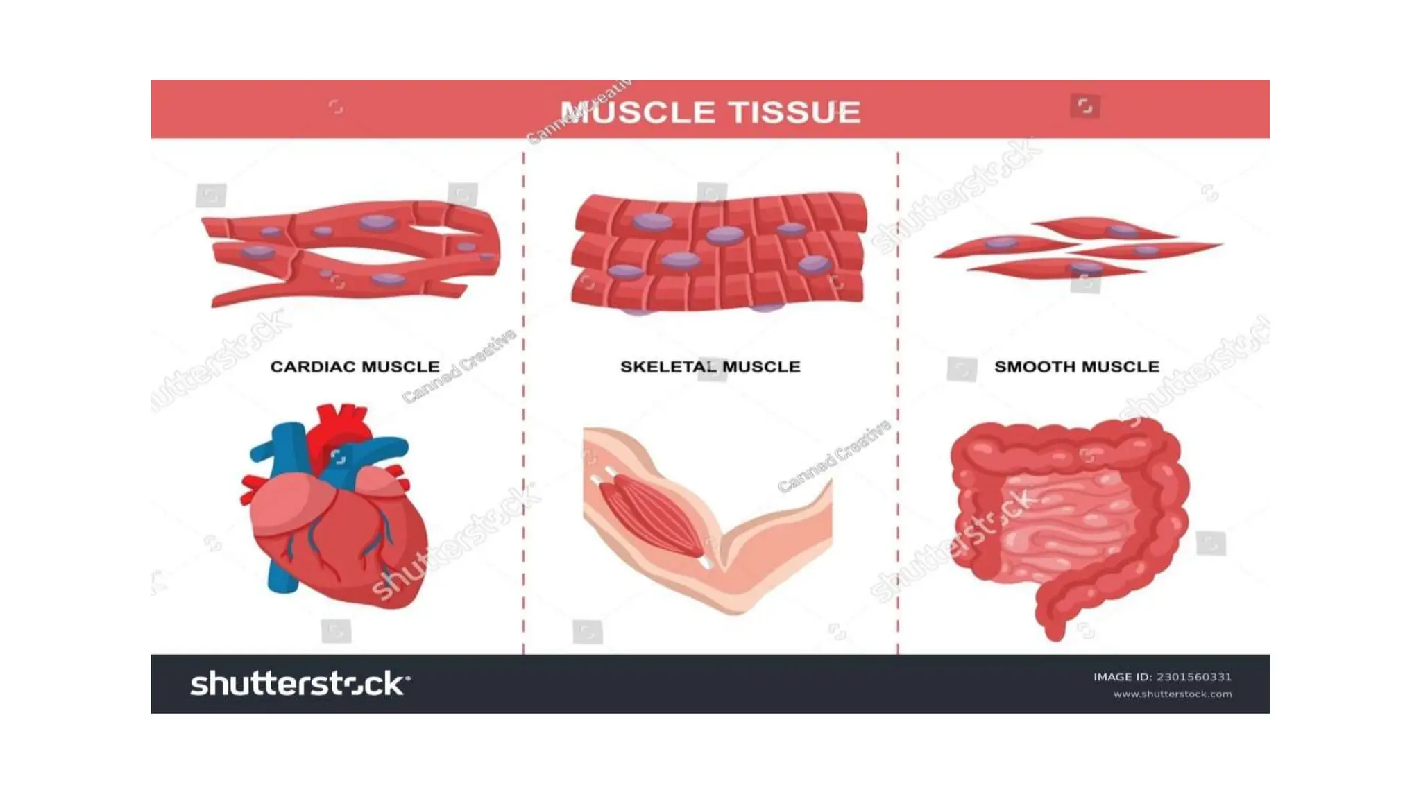 General Anatomy of Muscles and action.pptx