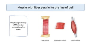 General Anatomy of Muscles and action.pptx