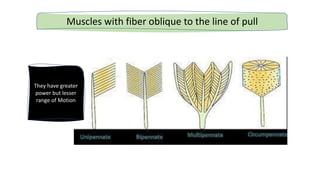 General Anatomy of Muscles and action.pptx