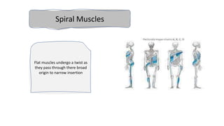 General Anatomy of Muscles and action.pptx
