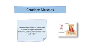General Anatomy of Muscles and action.pptx