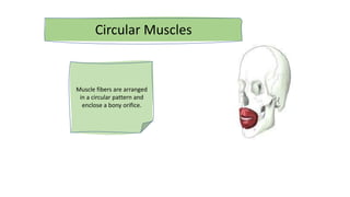 General Anatomy of Muscles and action.pptx