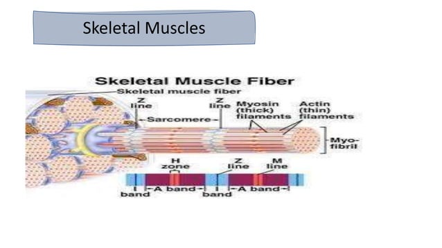 General Anatomy of Muscles and action.pptx