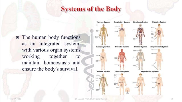 General Anatomy of Regions of the Body,.pptx | Lung and Respiratory ...