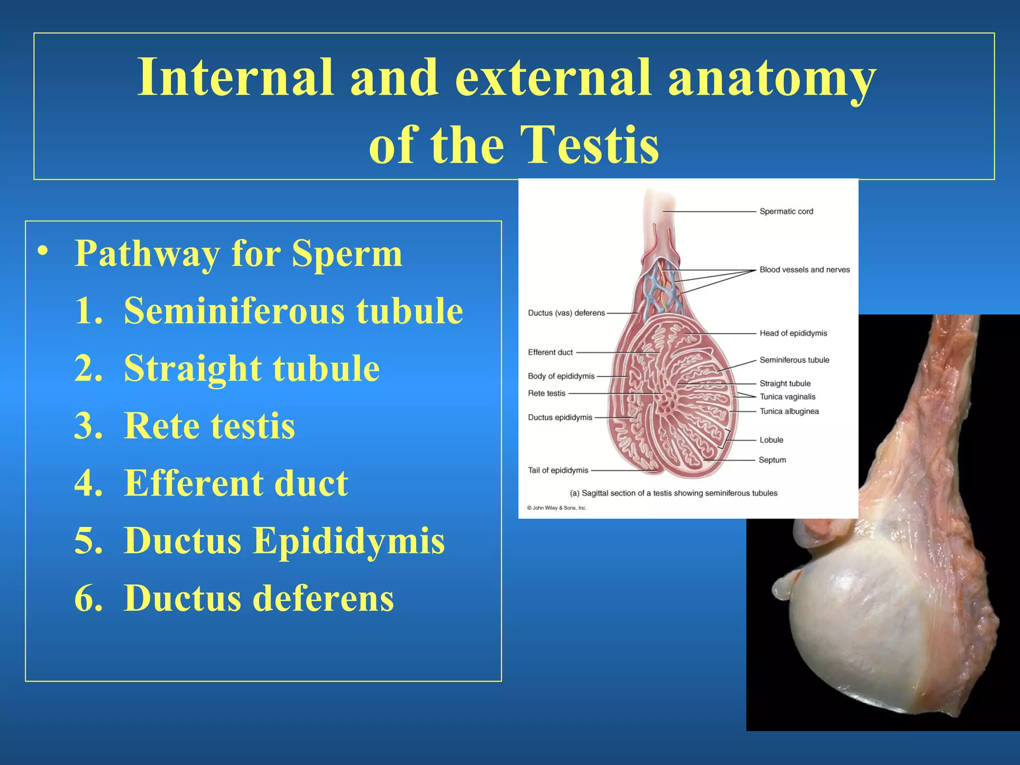 General anatomy of the male reproductive system | PPT