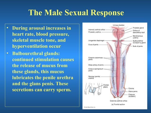 General anatomy of the male reproductive system | PPT