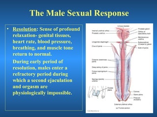 General anatomy of the male reproductive system | PPT