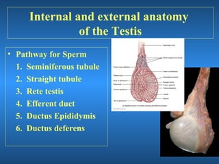 General anatomy of the male reproductive system | PPT