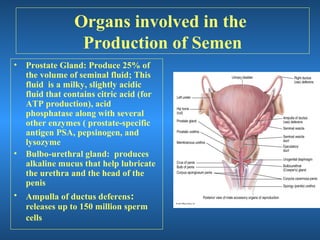 General anatomy of the male reproductive system | PPT