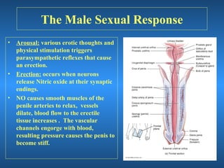 General anatomy of the male reproductive system | PPT