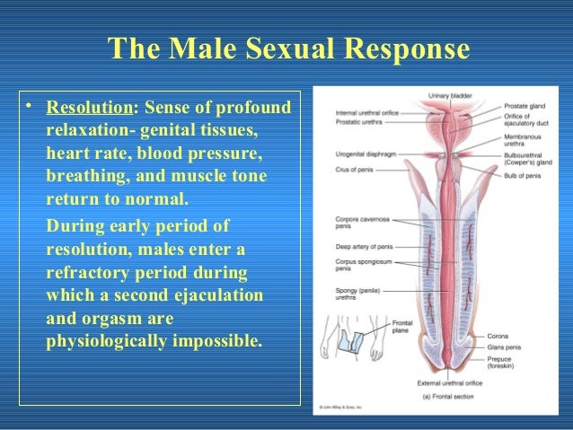 General anatomy of the male reproductive system
