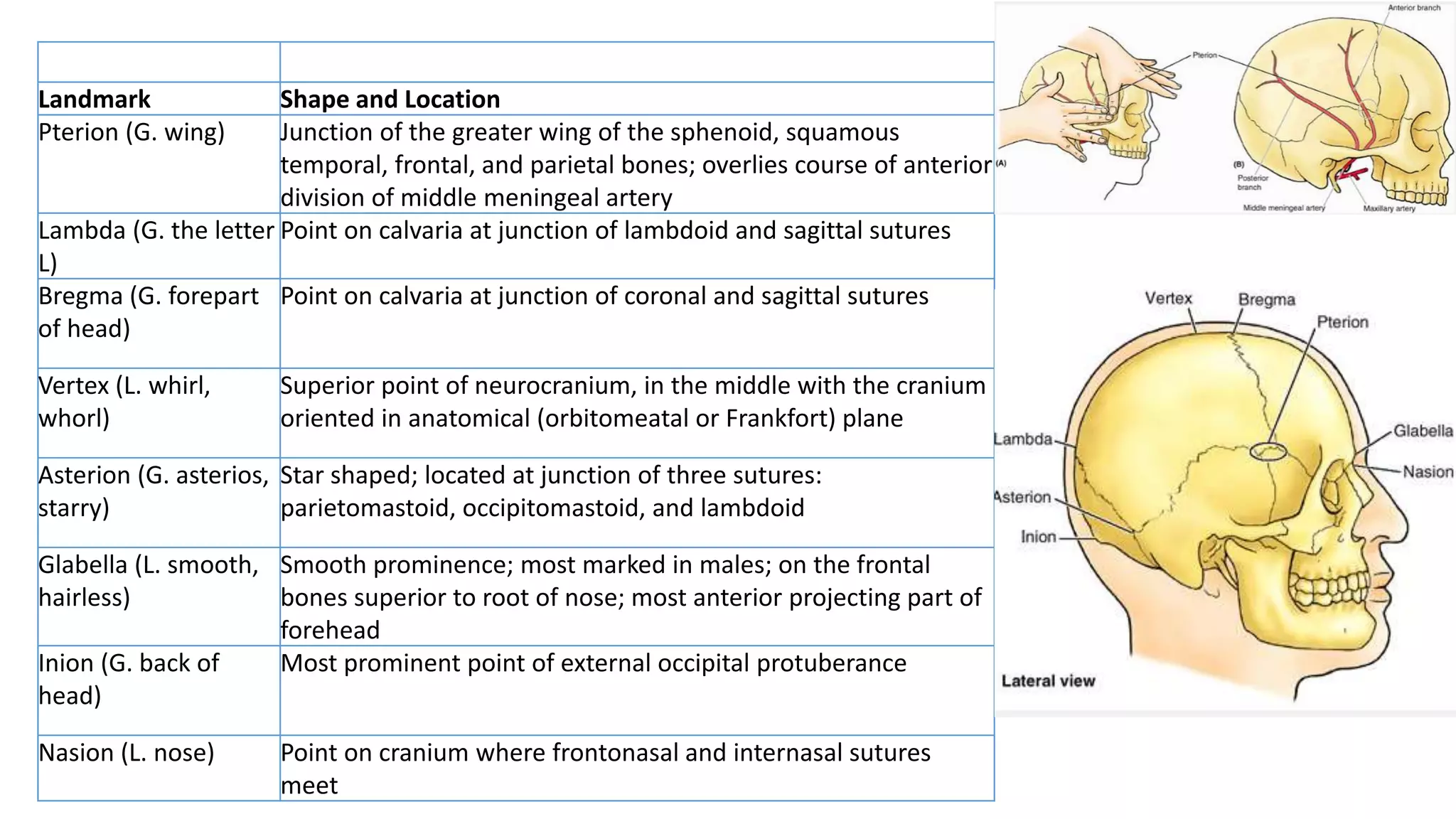 General Anatomy of the Skull and Central Nervous.pptx