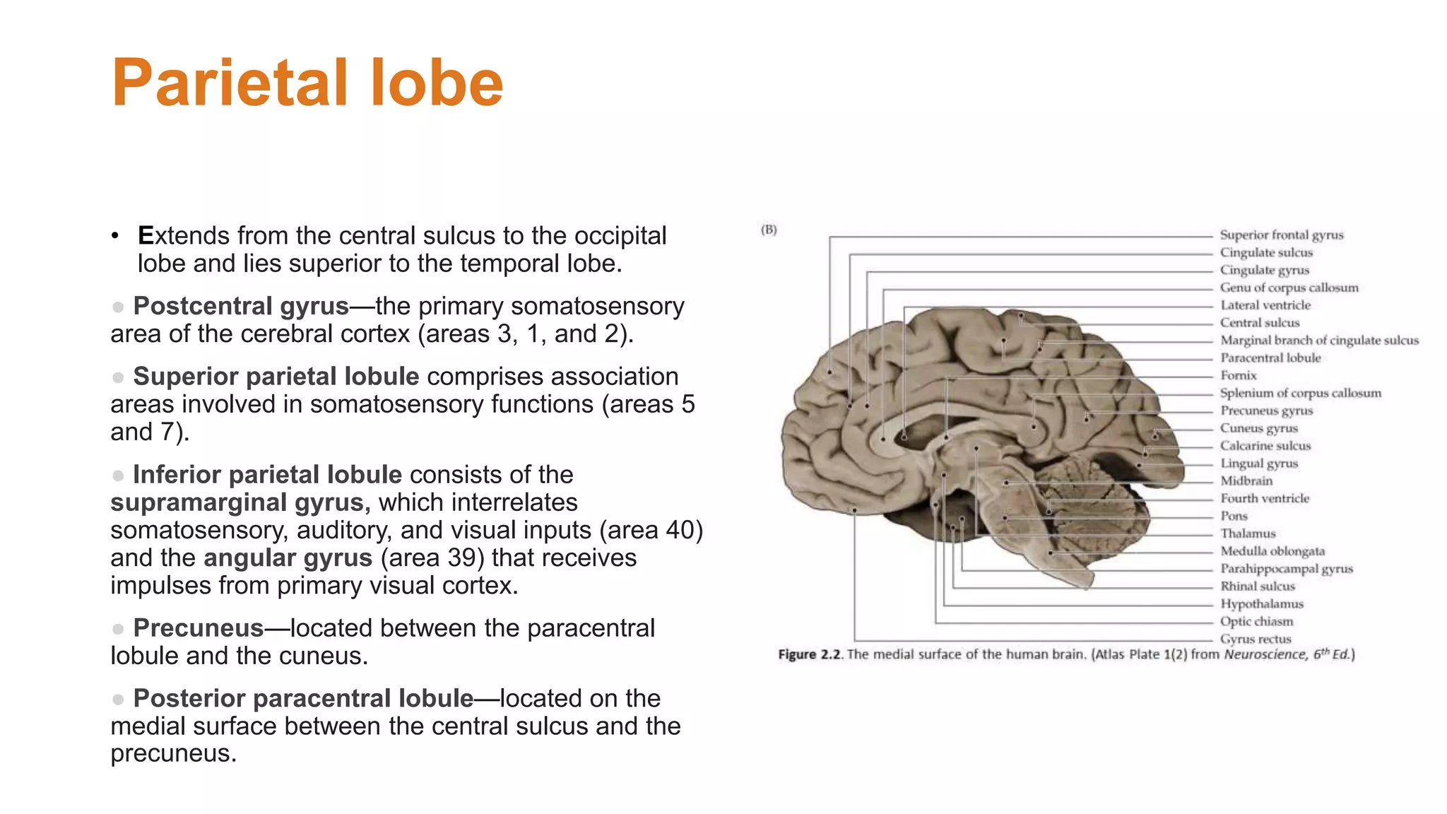 General Anatomy of the Skull and Central Nervous.pptx
