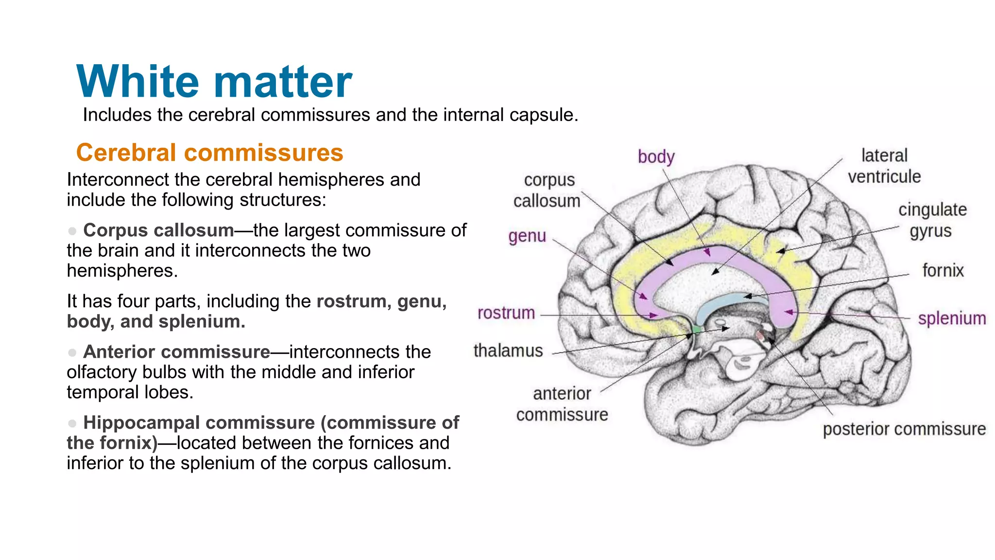 General Anatomy of the Skull and Central Nervous.pptx
