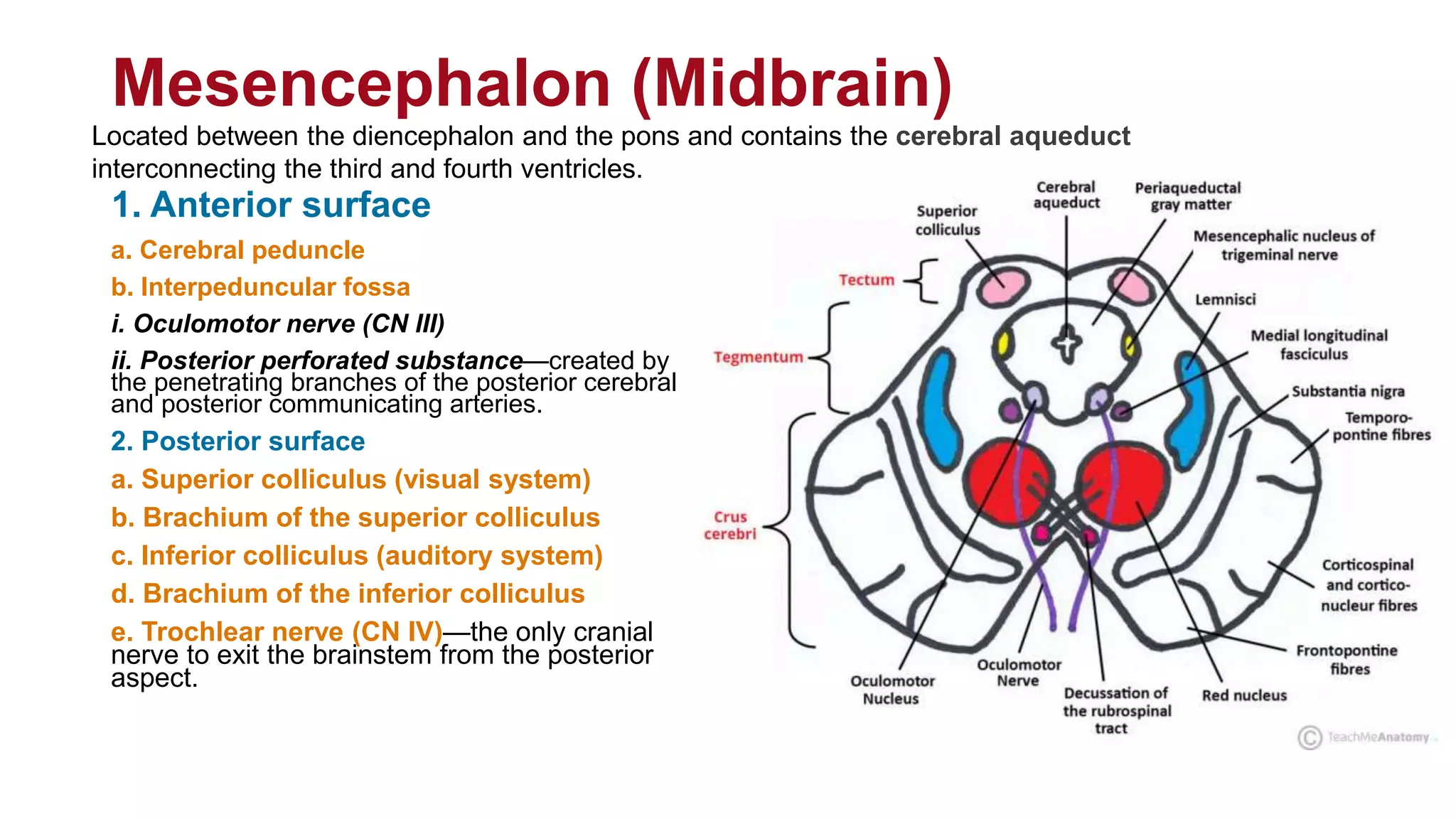 General Anatomy of the Skull and Central Nervous.pptx