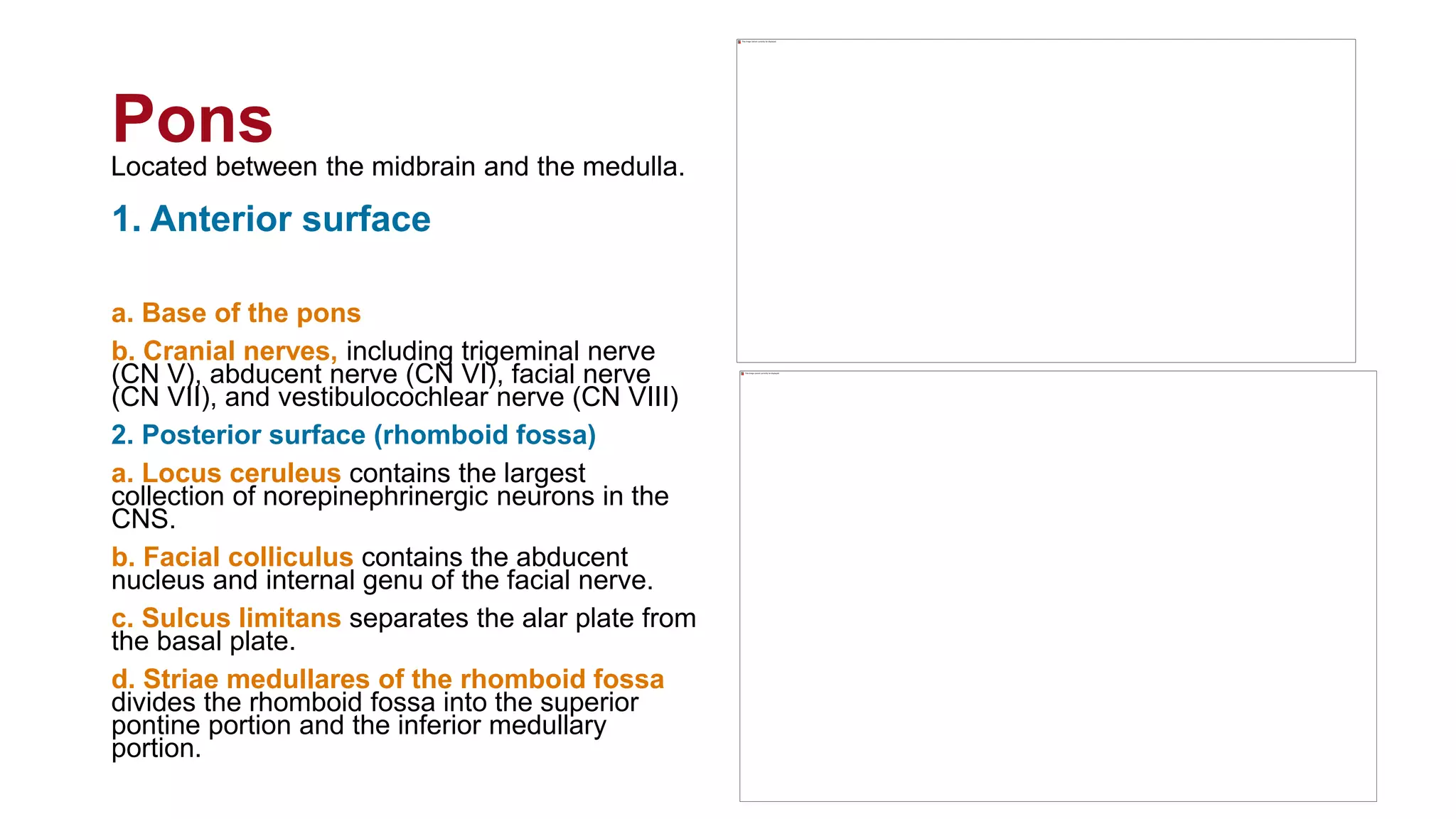 General Anatomy of the Skull and Central Nervous.pptx