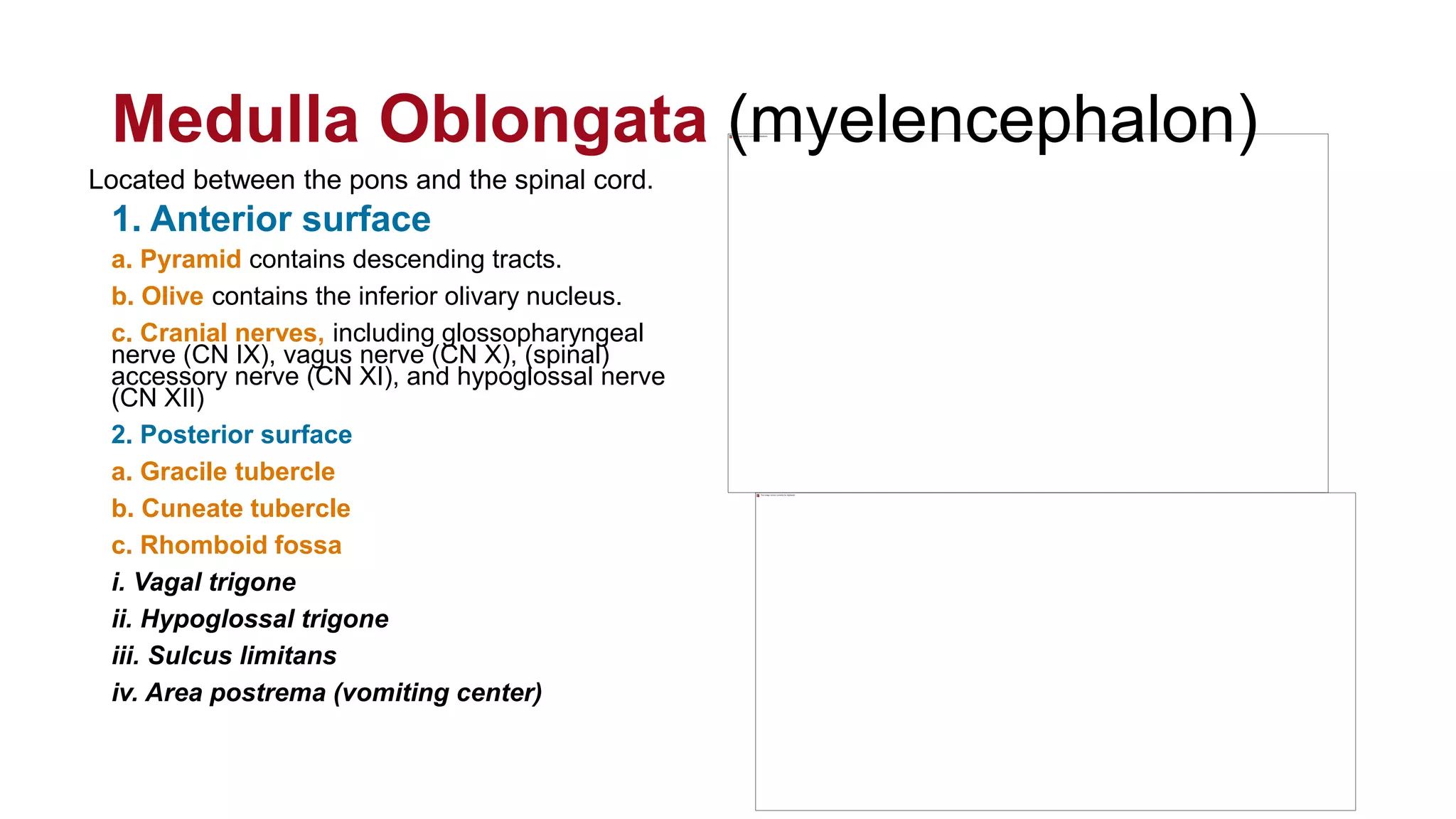 General Anatomy of the Skull and Central Nervous.pptx