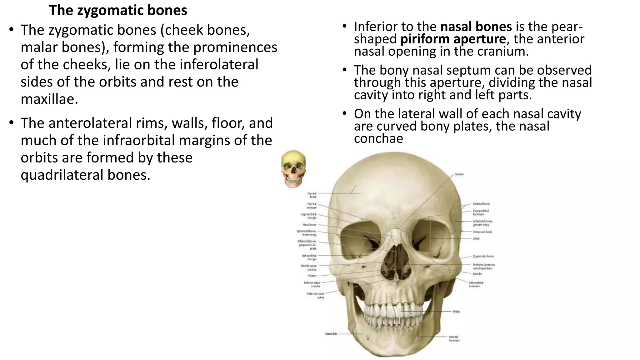 General Anatomy of the Skull and Central Nervous.pptx