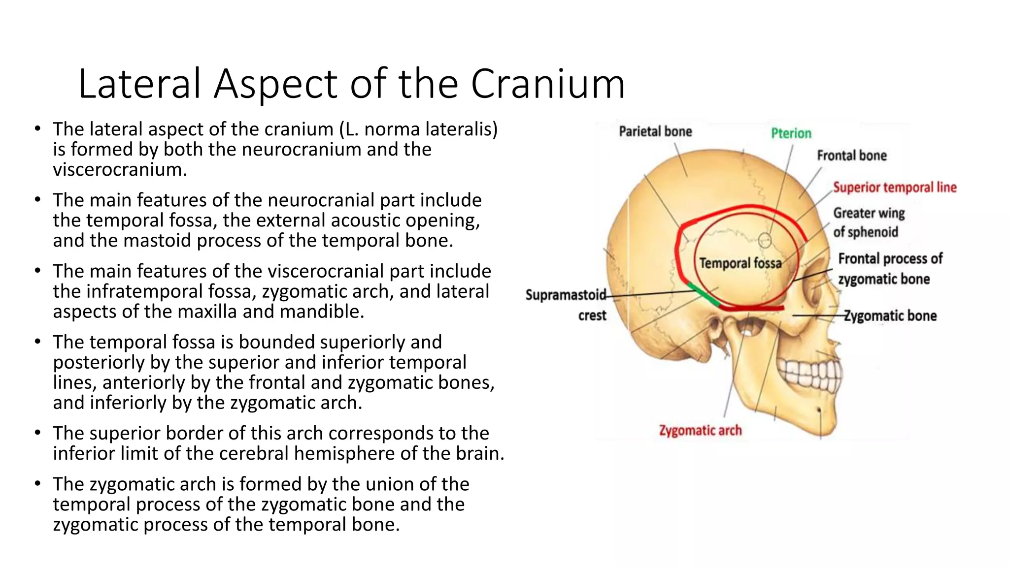 General Anatomy of the Skull and Central Nervous.pptx