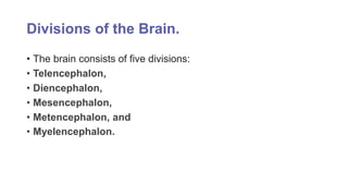 General Anatomy of the Skull and Central Nervous.pptx