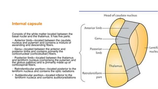 General Anatomy of the Skull and Central Nervous.pptx