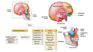 General Anatomy of the Skull and Central Nervous.pptx