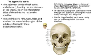 General Anatomy of the Skull and Central Nervous.pptx