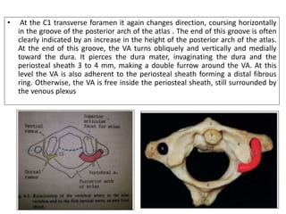 General anatomy of the vertebral artery | PPTX