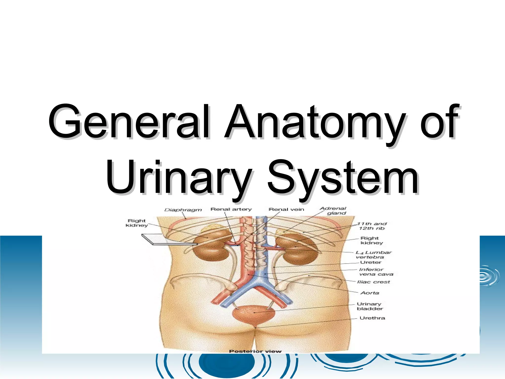 General anatomy of urinary system ppt | PPT