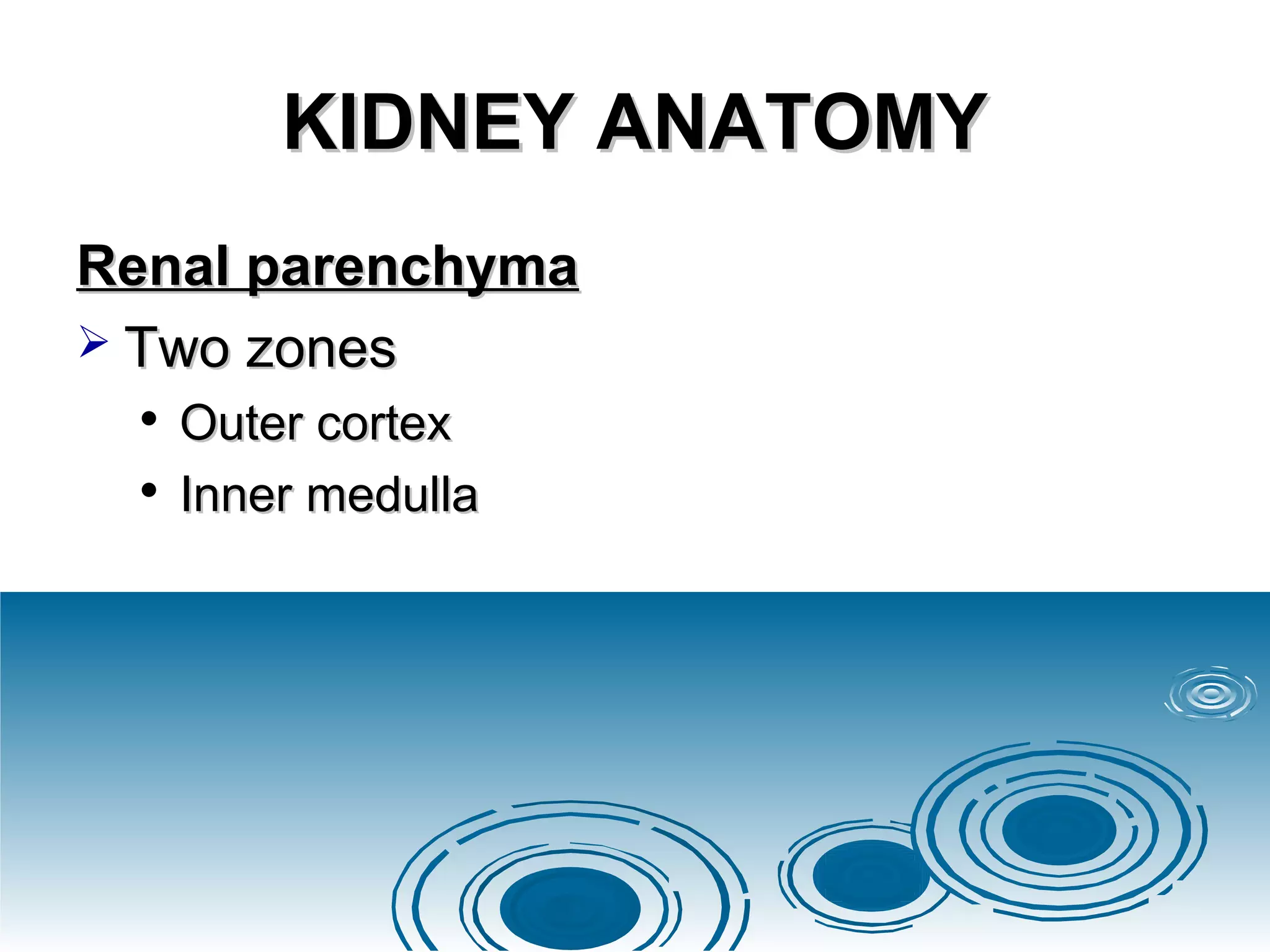 General anatomy of urinary system ppt | PPT