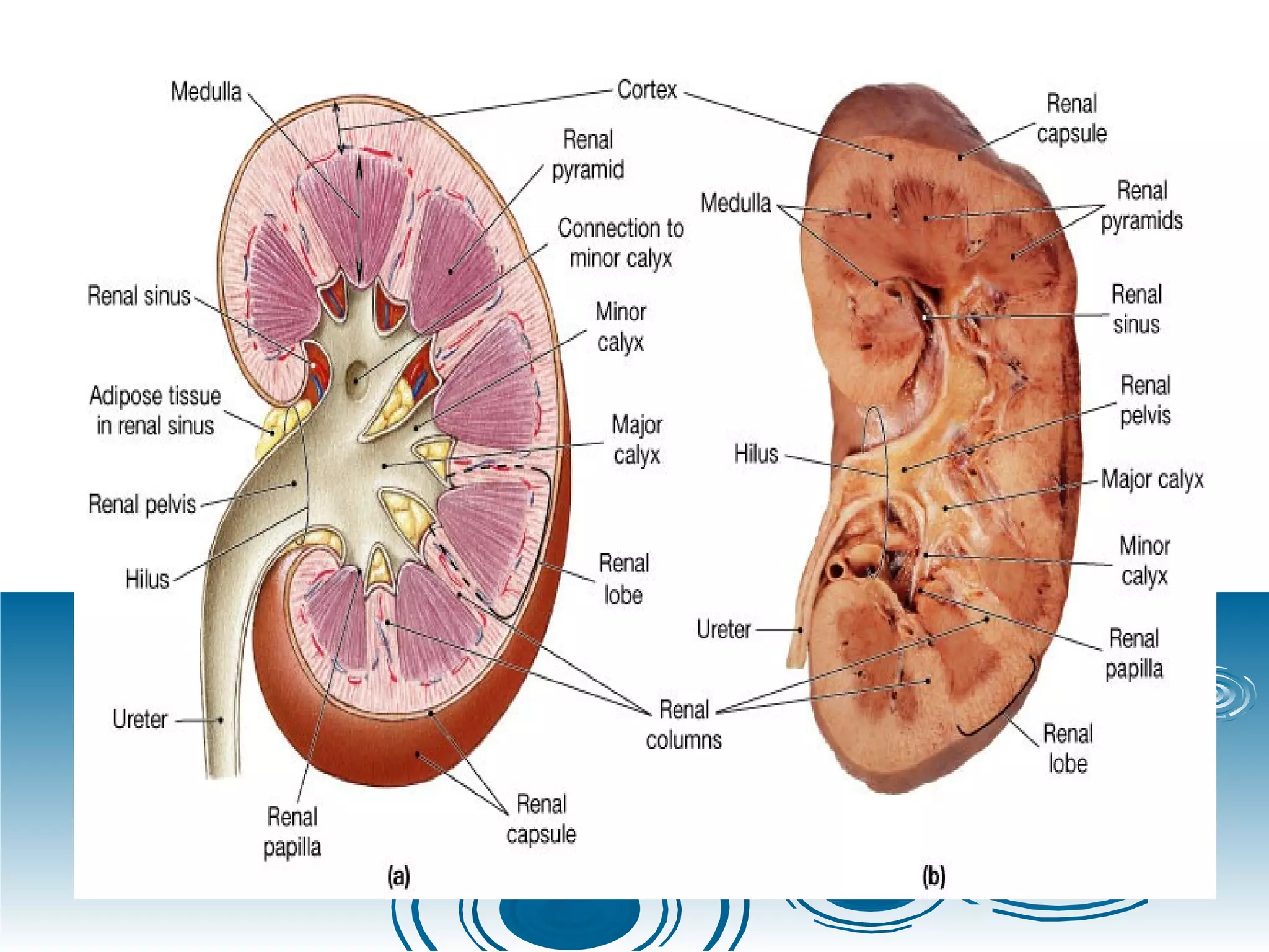 General anatomy of urinary system ppt | PPT