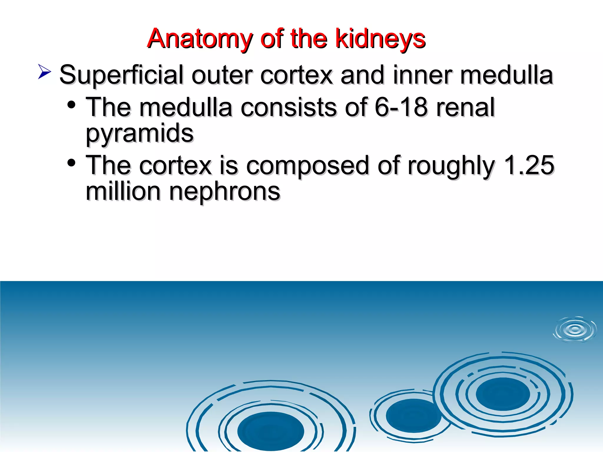 General anatomy of urinary system ppt | PPT