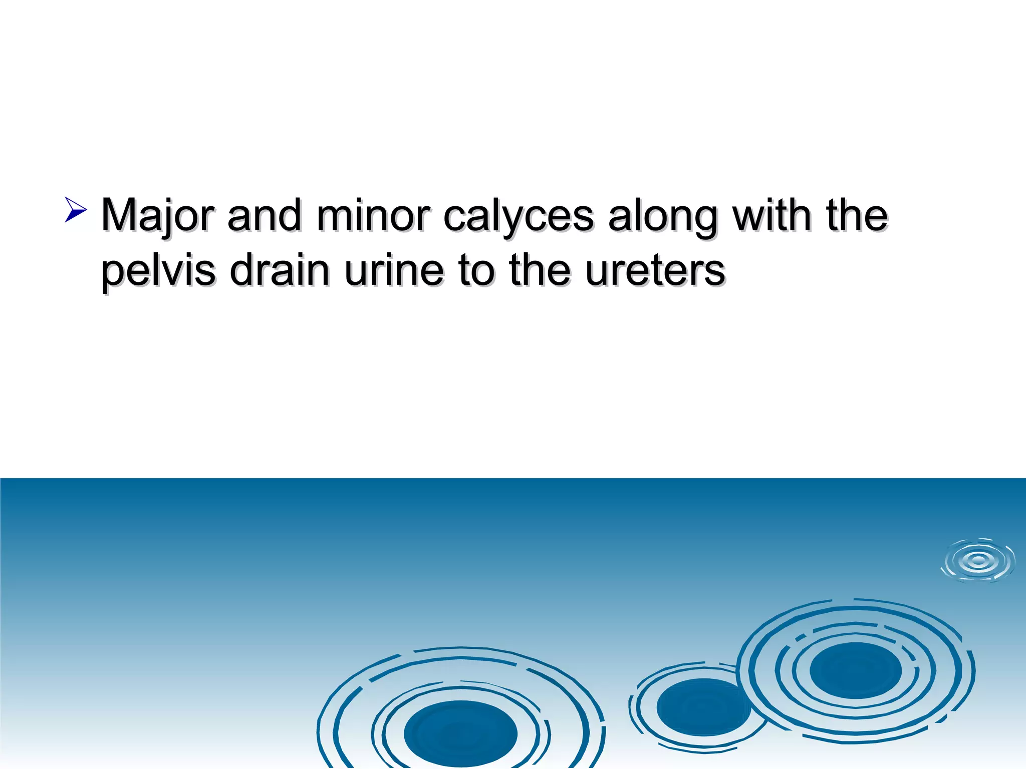 General anatomy of urinary system ppt | PPT