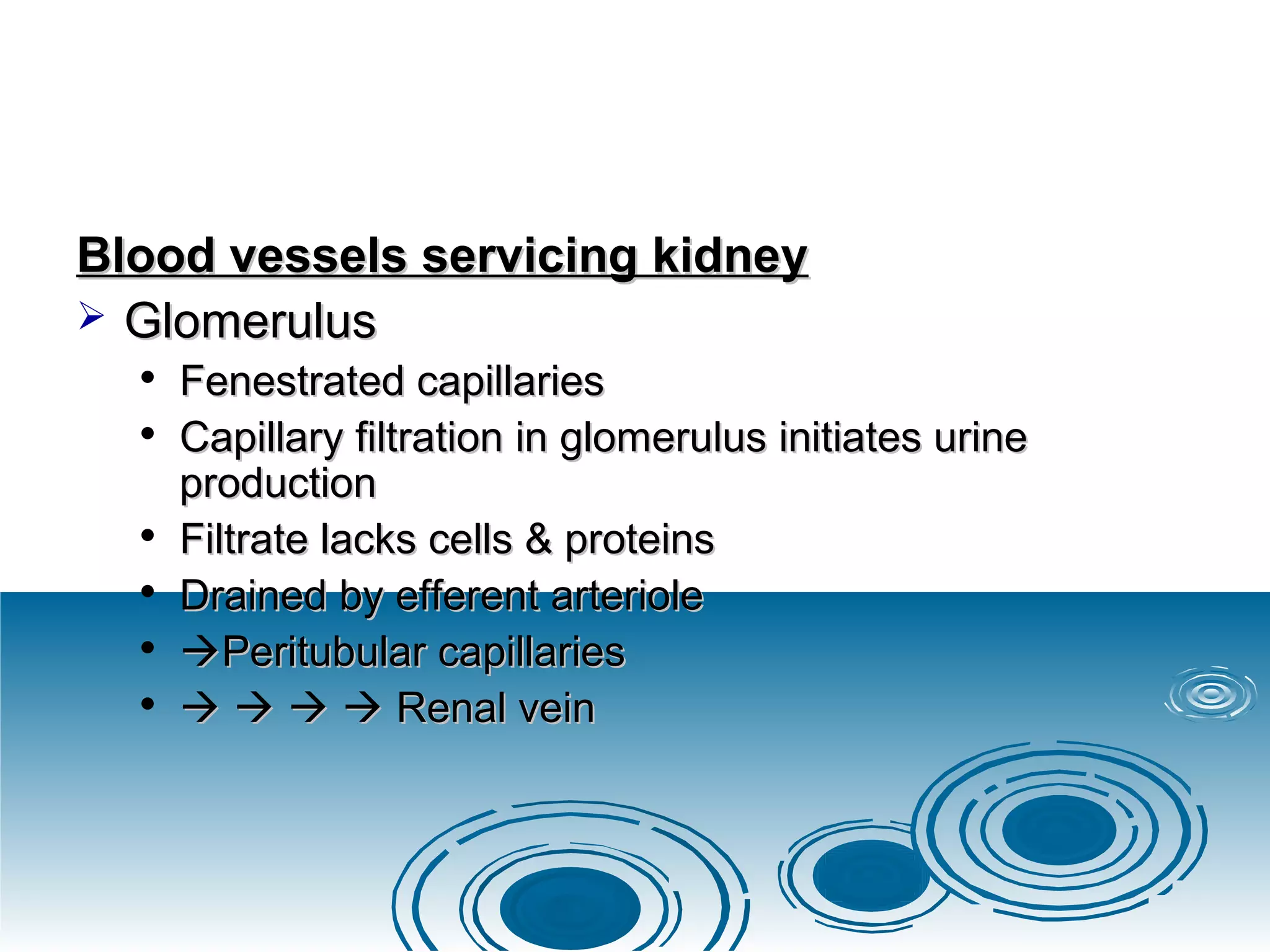 General anatomy of urinary system ppt | PPT
