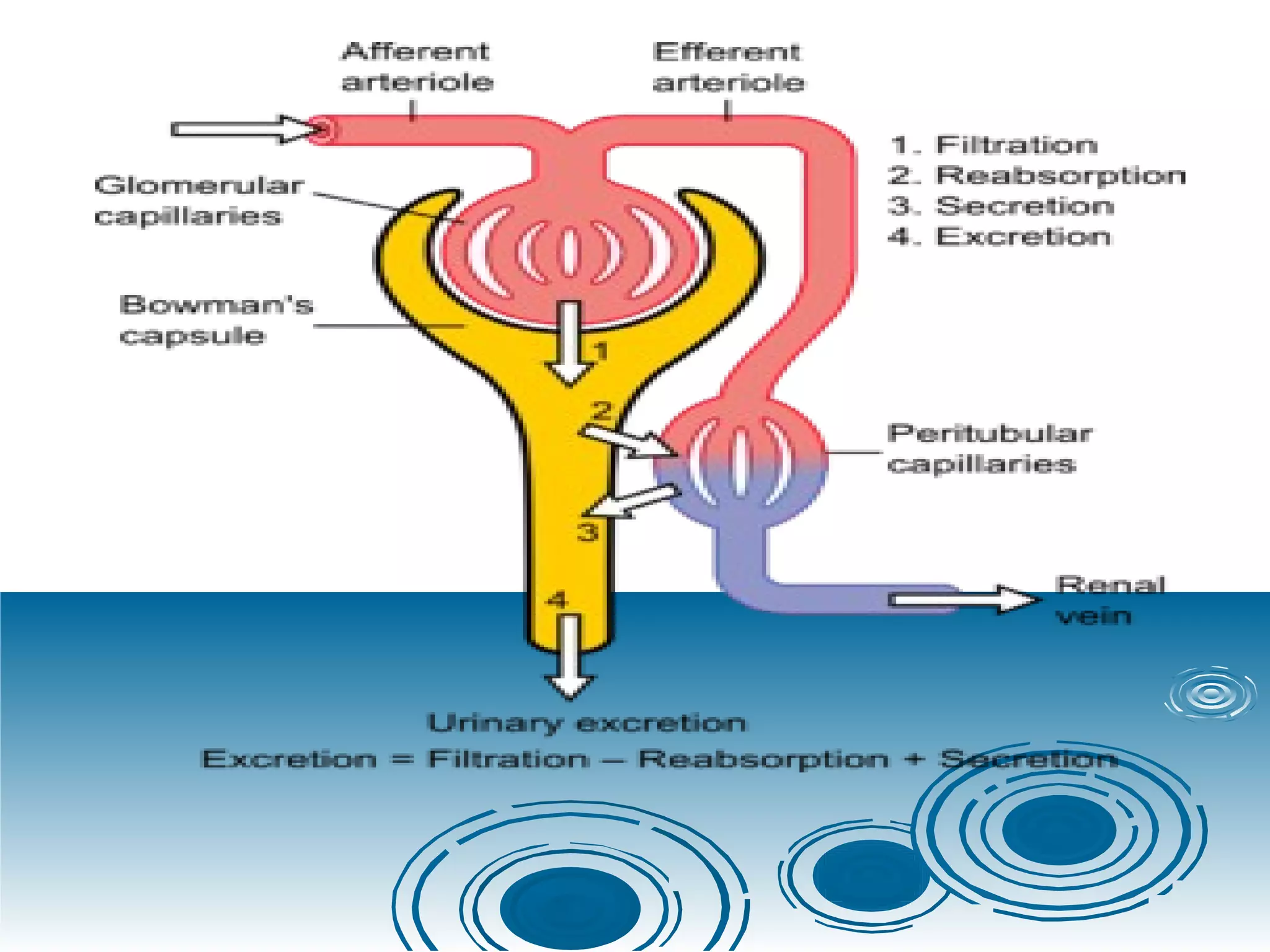 General anatomy of urinary system ppt | PPT