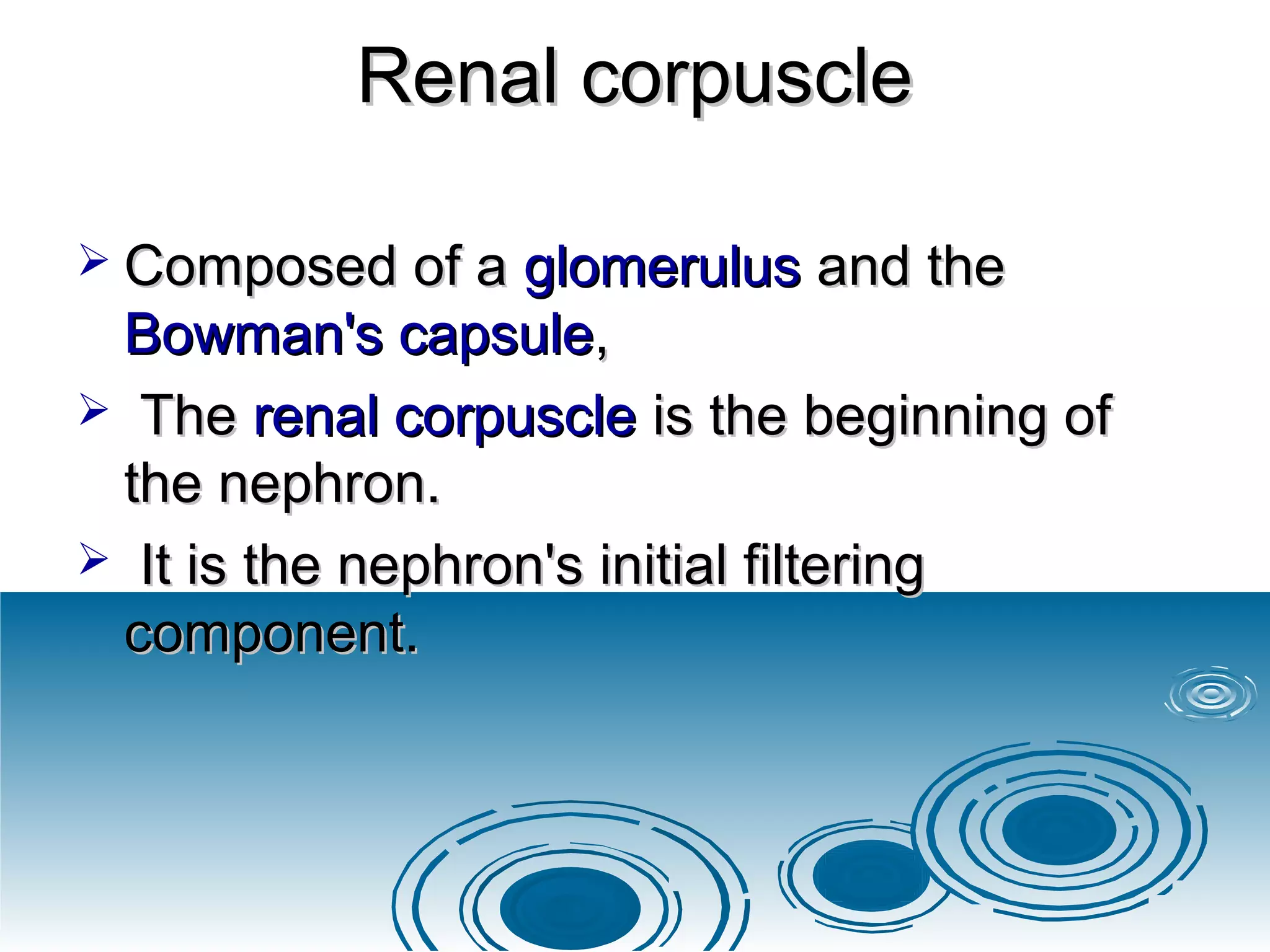 General anatomy of urinary system ppt | PPT