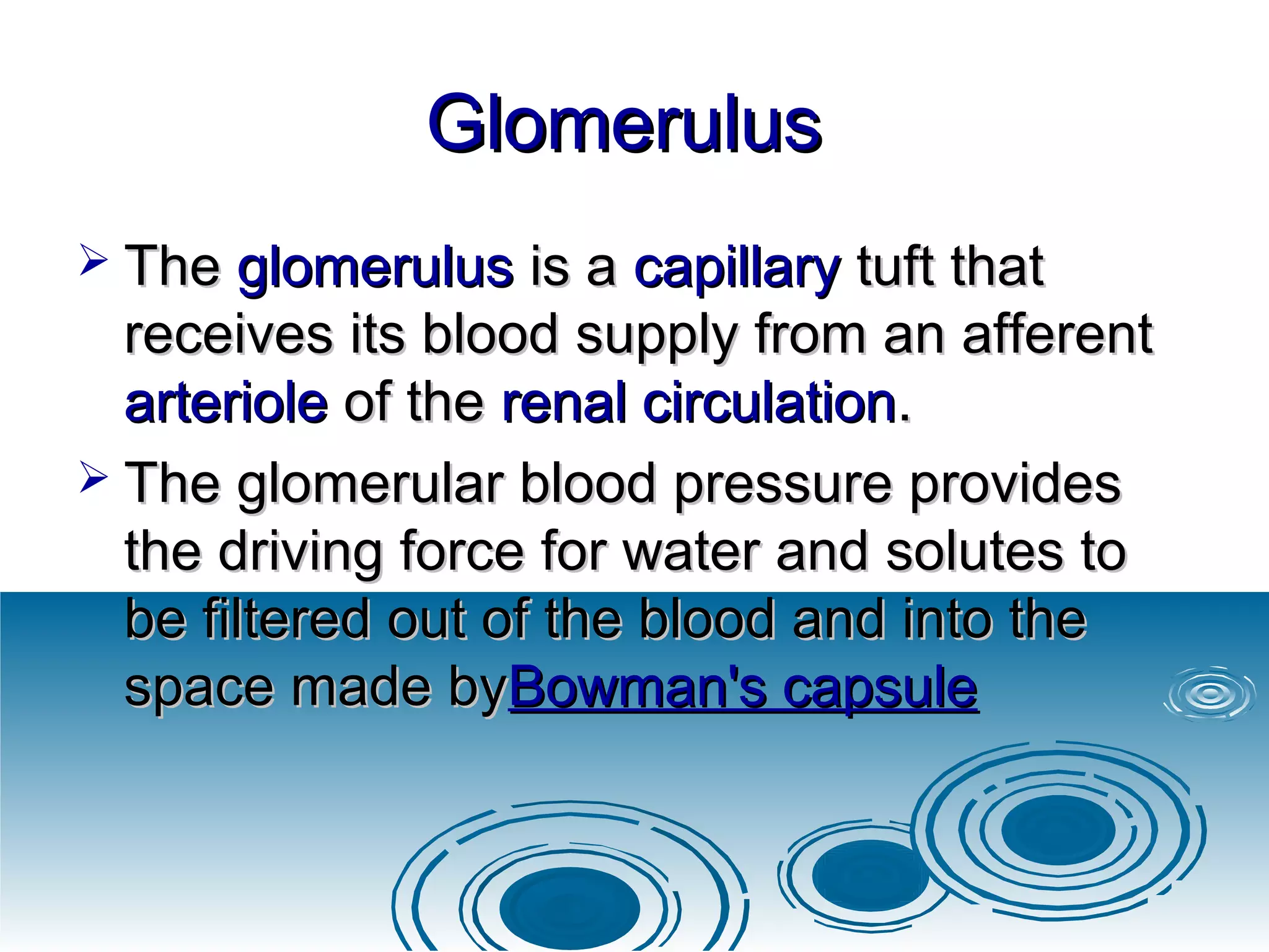 General anatomy of urinary system ppt | PPT