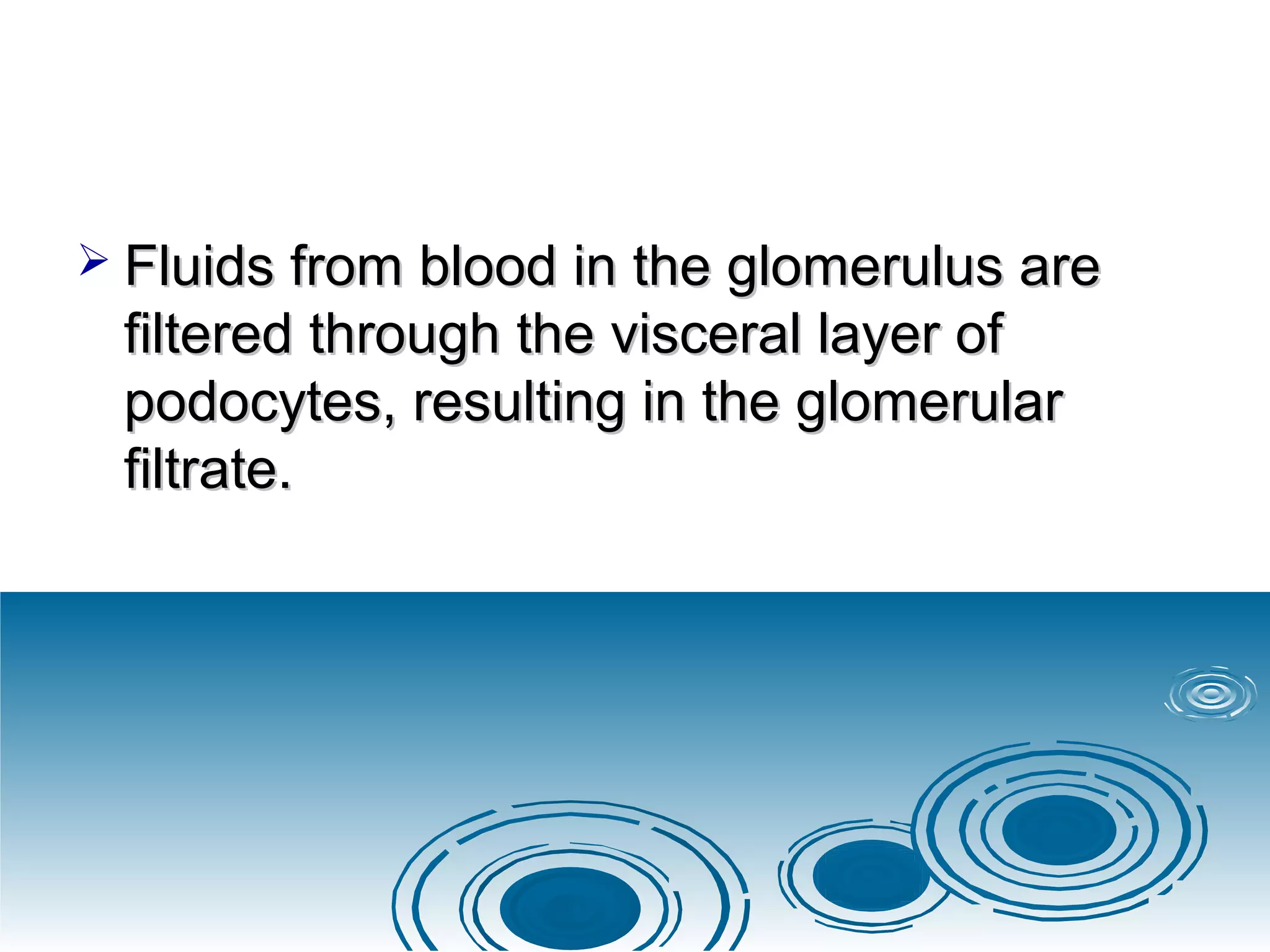 General anatomy of urinary system ppt | PPT