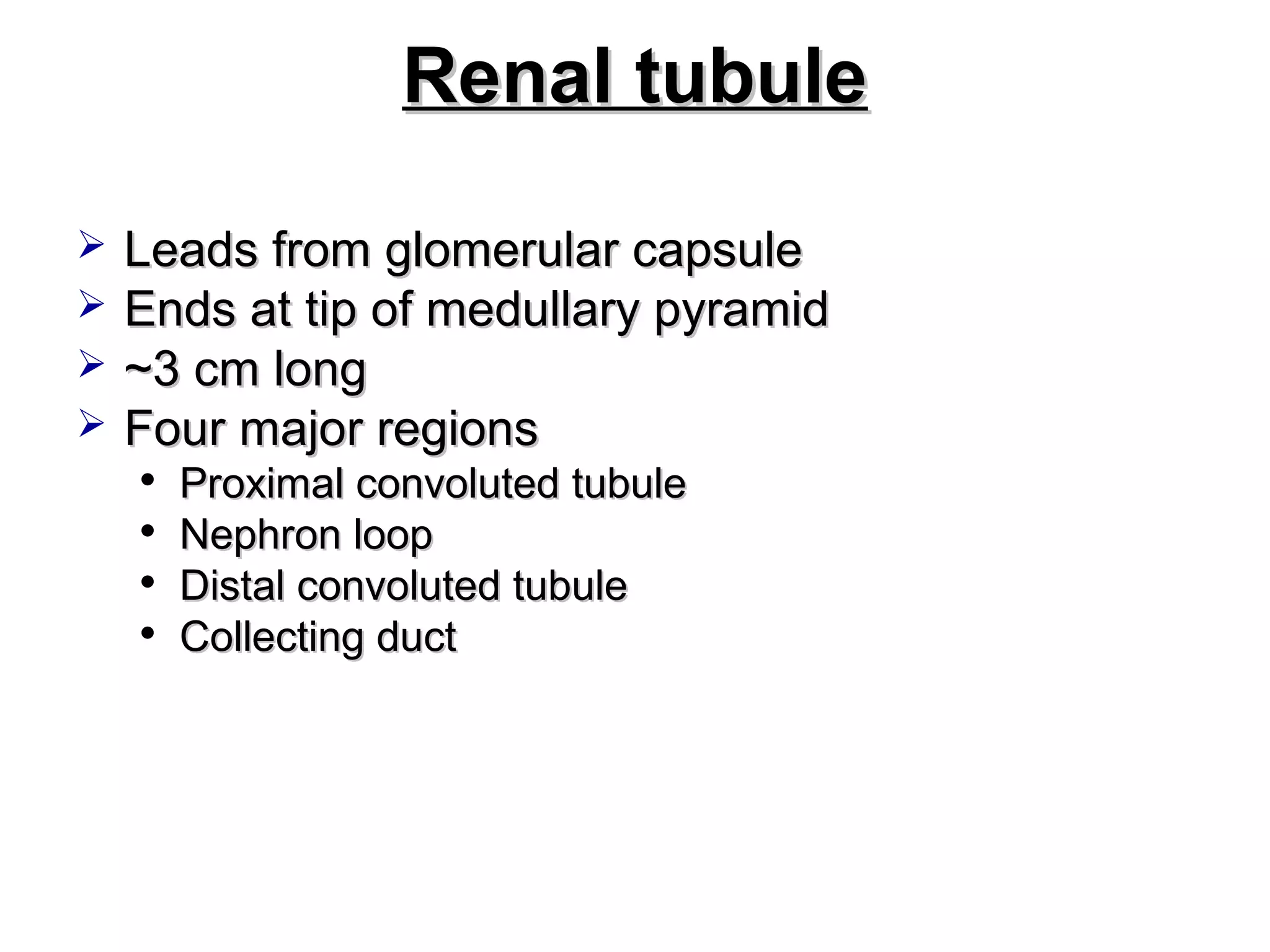 General anatomy of urinary system ppt | PPT