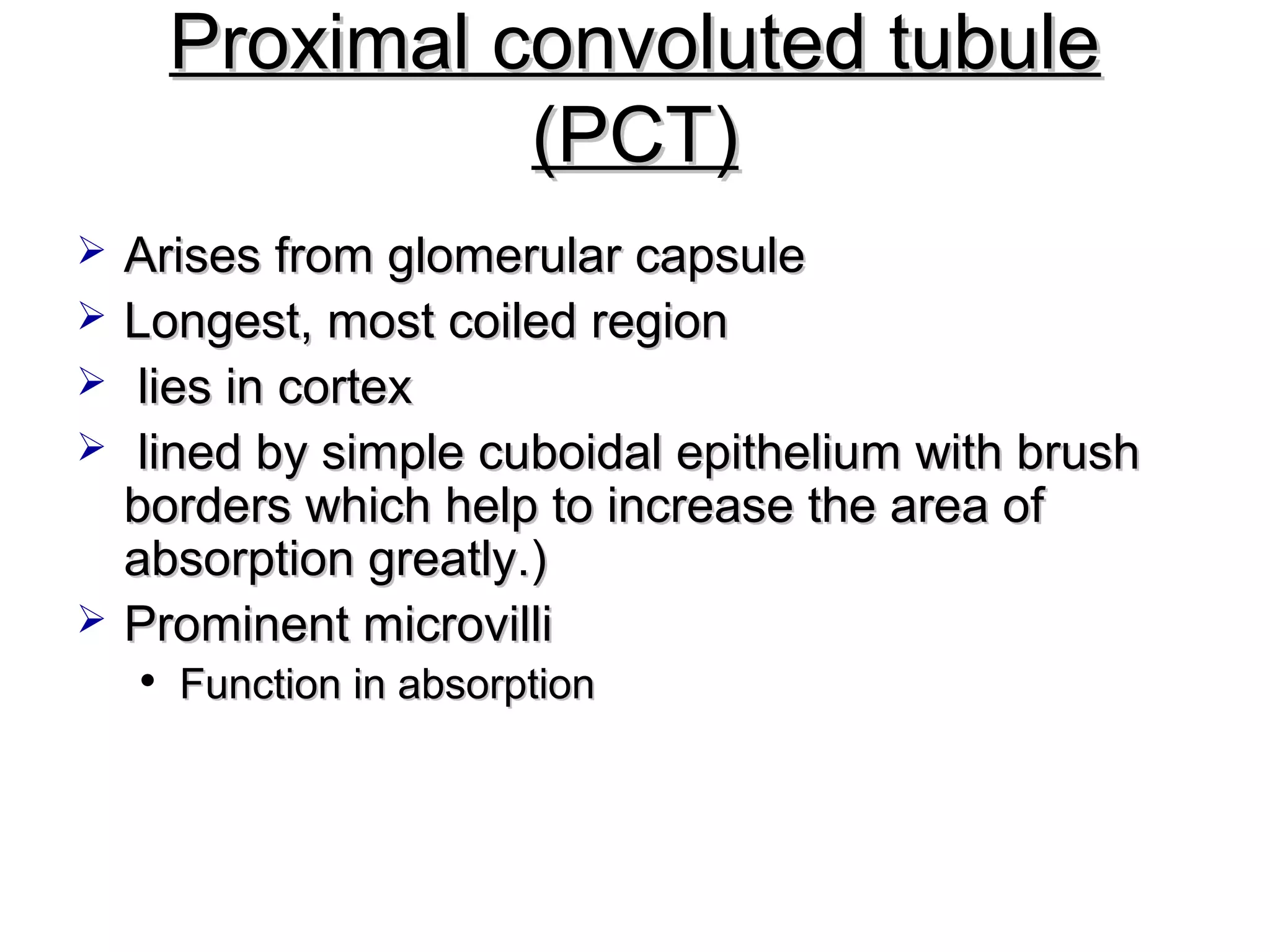General anatomy of urinary system ppt | PPT