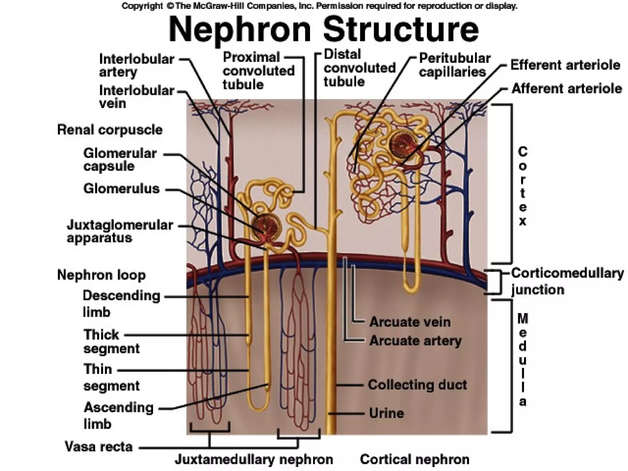 General anatomy of urinary system ppt | PPT