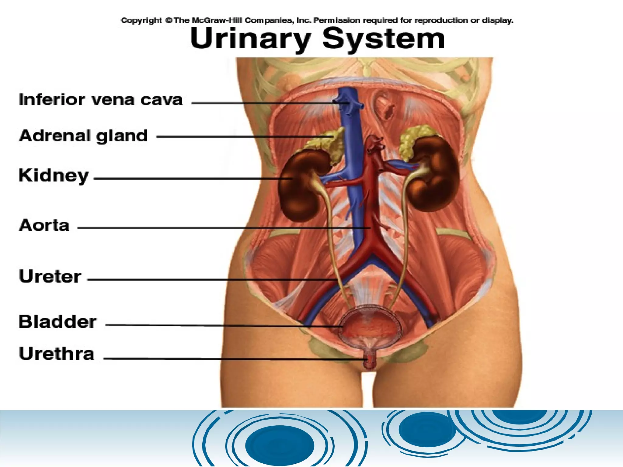 General anatomy of urinary system ppt | PPT