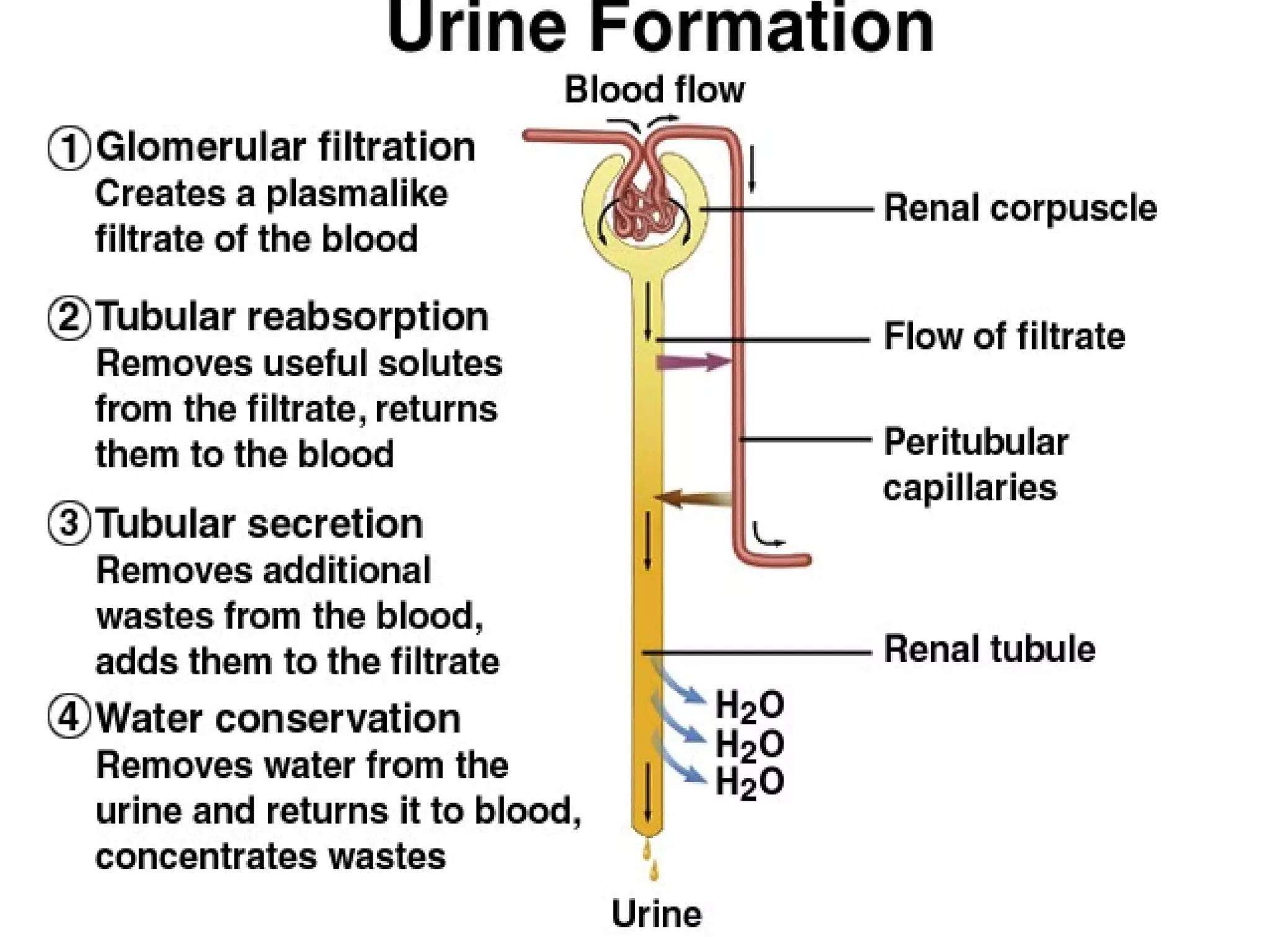 General anatomy of urinary system ppt | PPT | Biological Sciences | Science