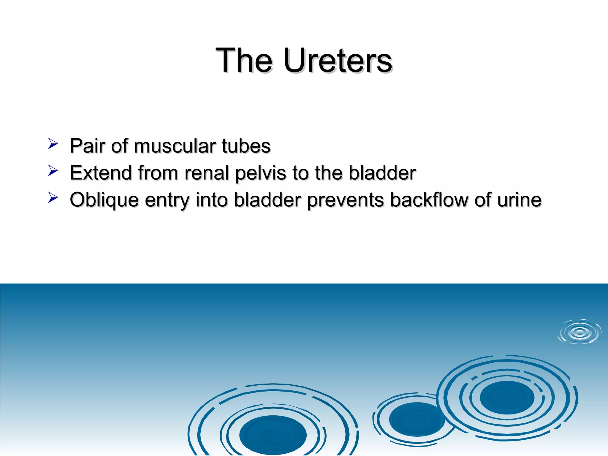 General anatomy of urinary system ppt | PPT