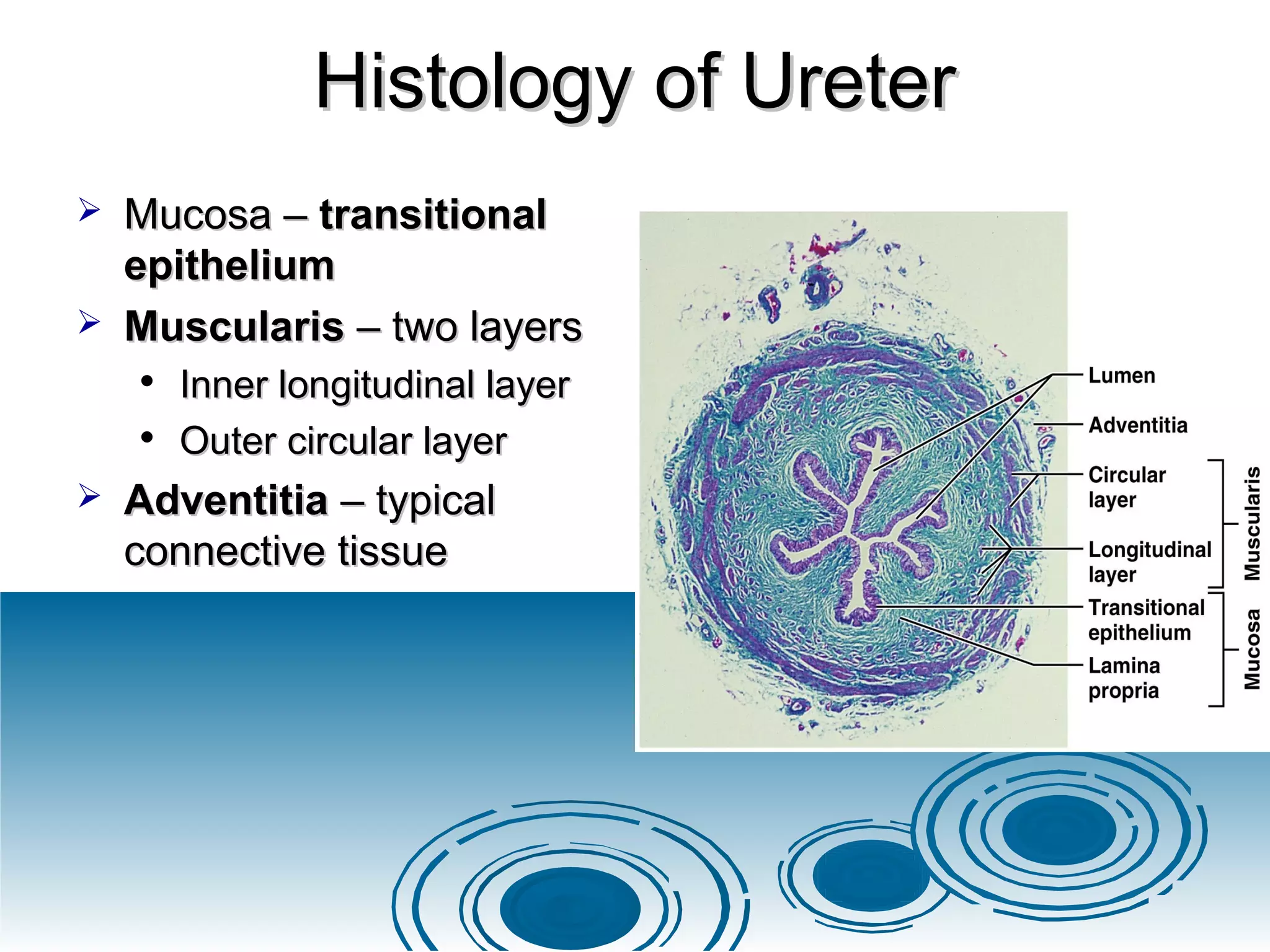 General anatomy of urinary system ppt | PPT